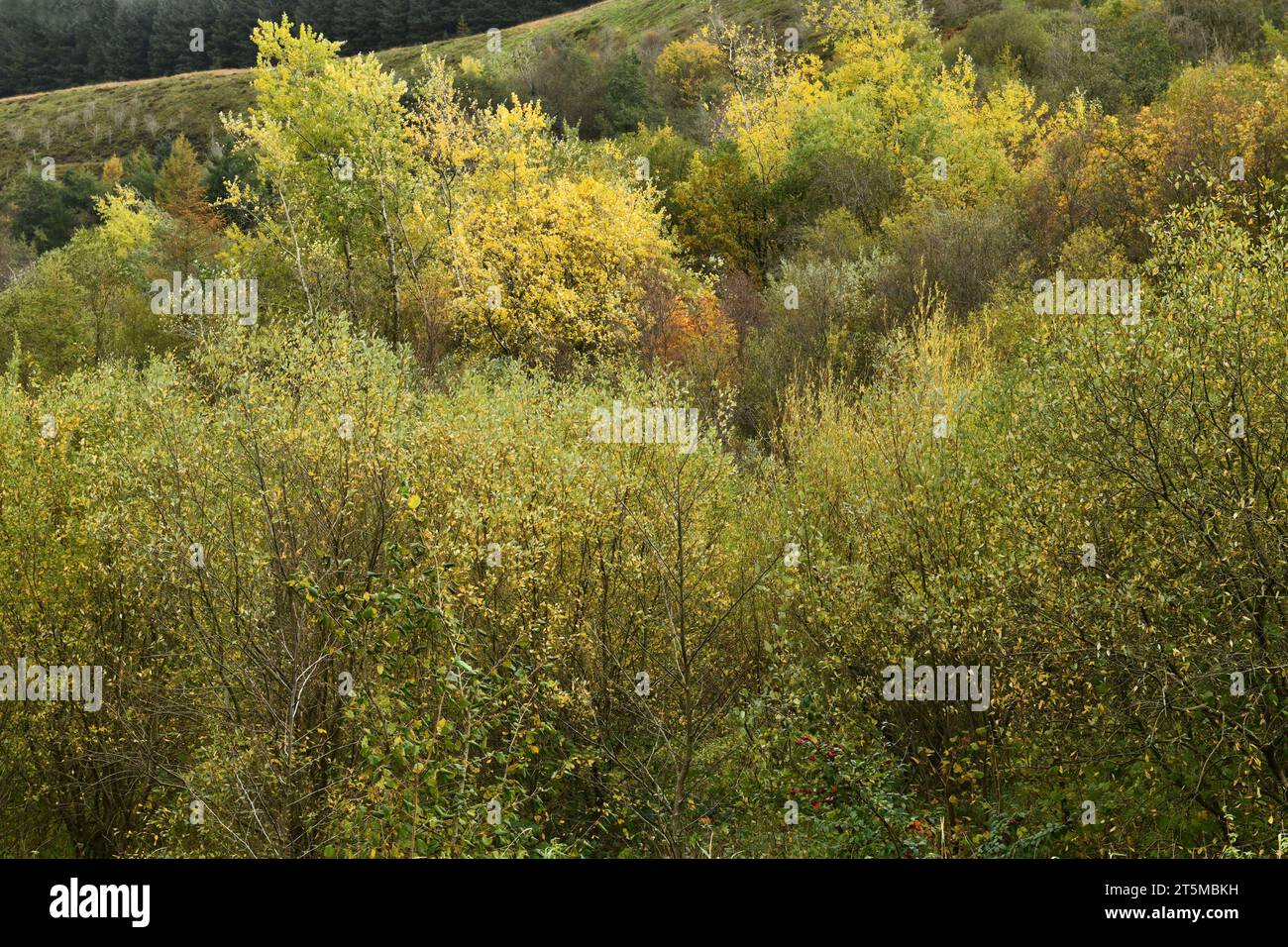 A close up view of the changing leaf colours in the trees surroiunding ...