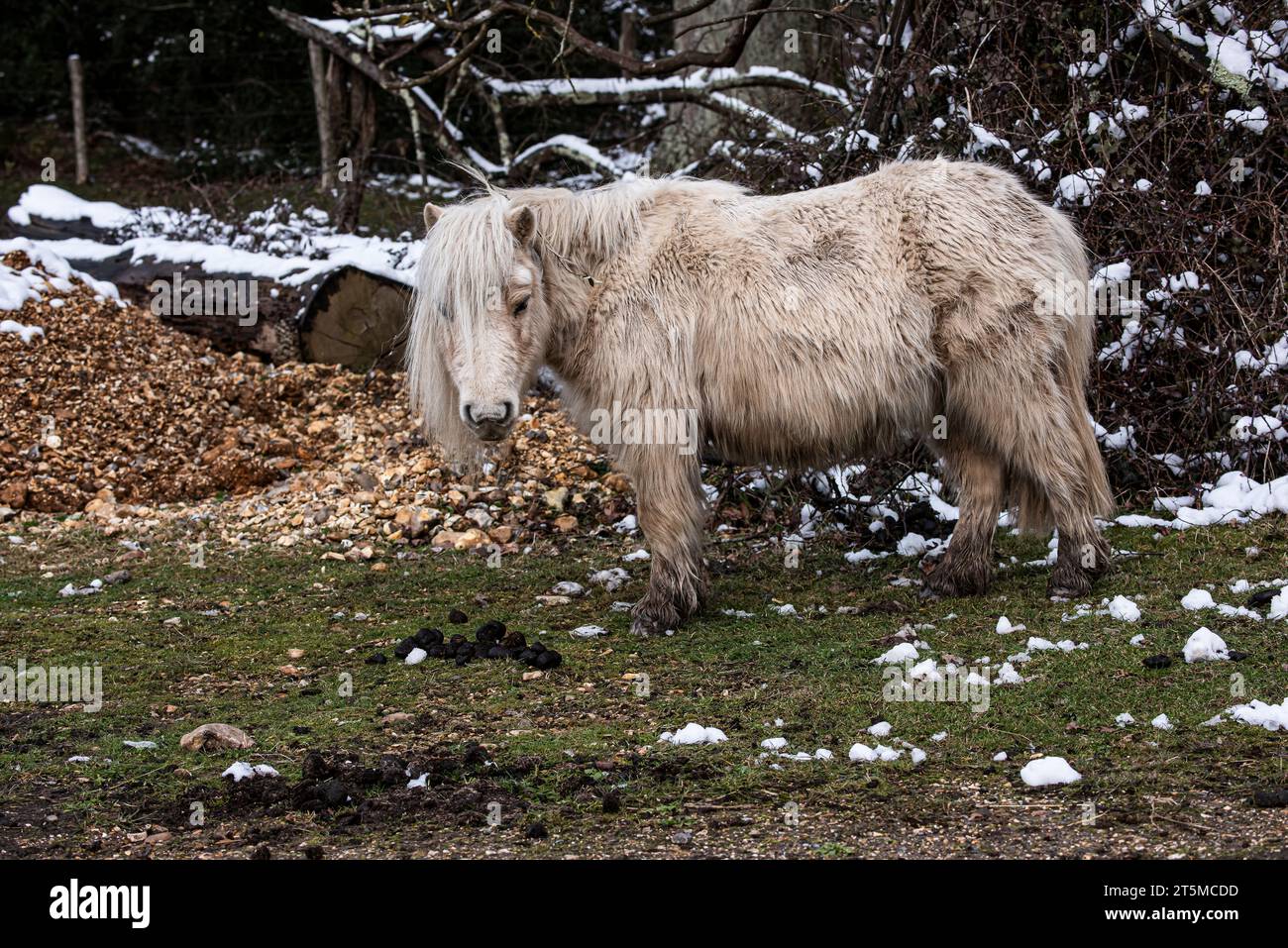New Forest free roaming livestock, ponies, donkeys, cows in a winter landscape following a ...