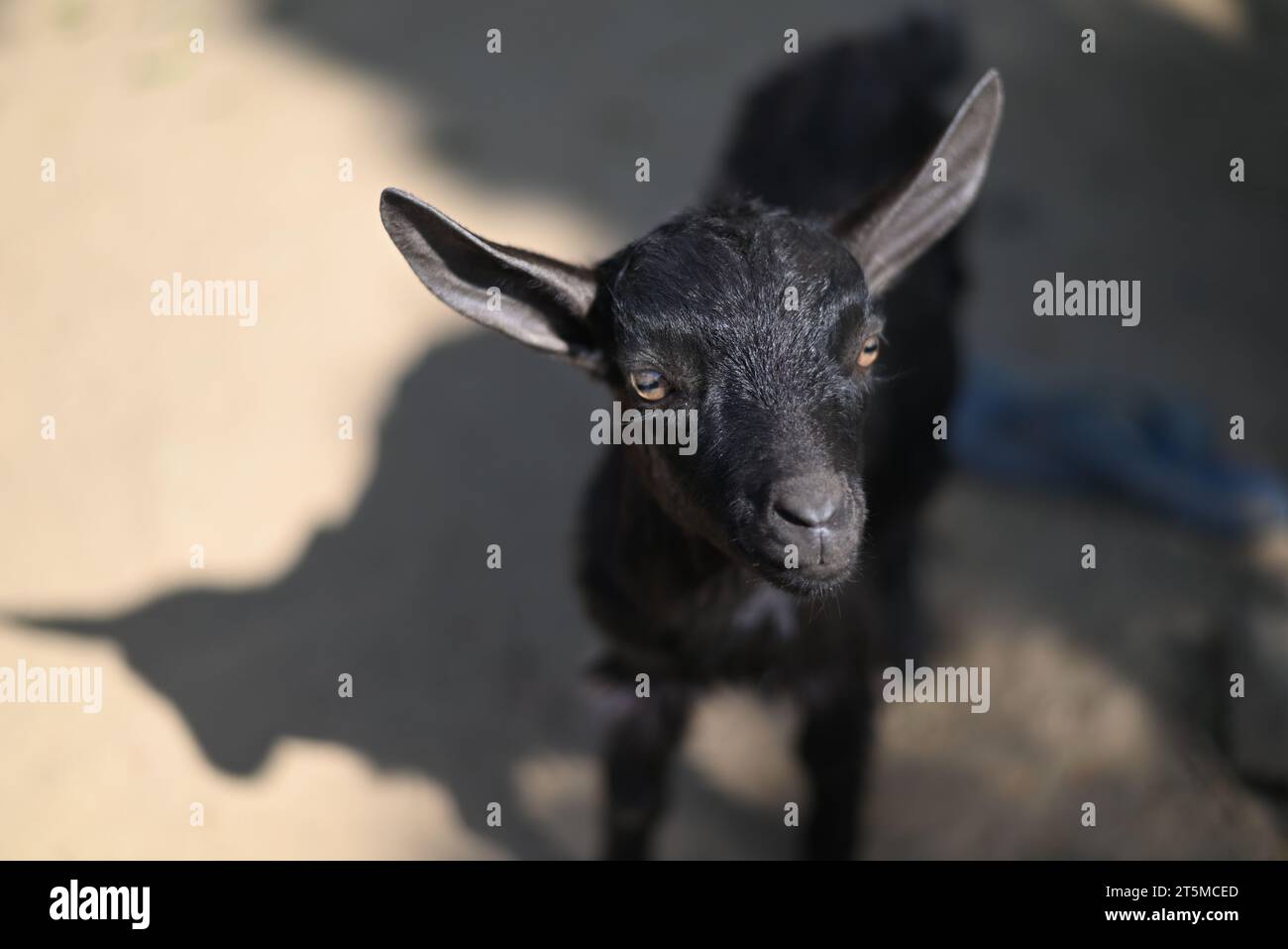 Portrait of a black goat with big eyes on a white background. Pictures ...