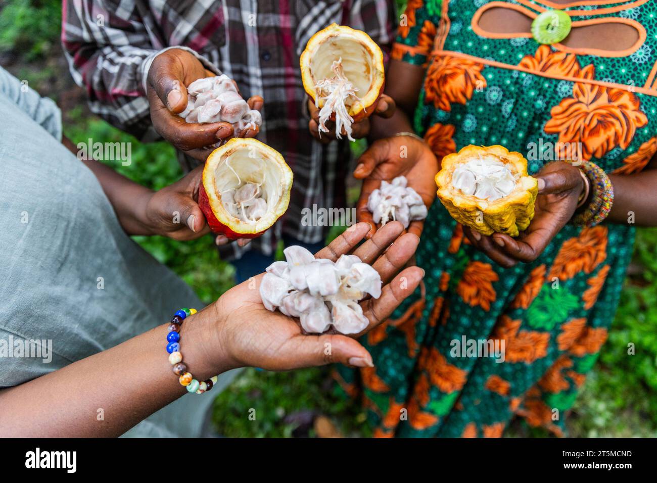 Three African Cocoa Farmers Hold The Cocoa Seeds In Their Hands As They