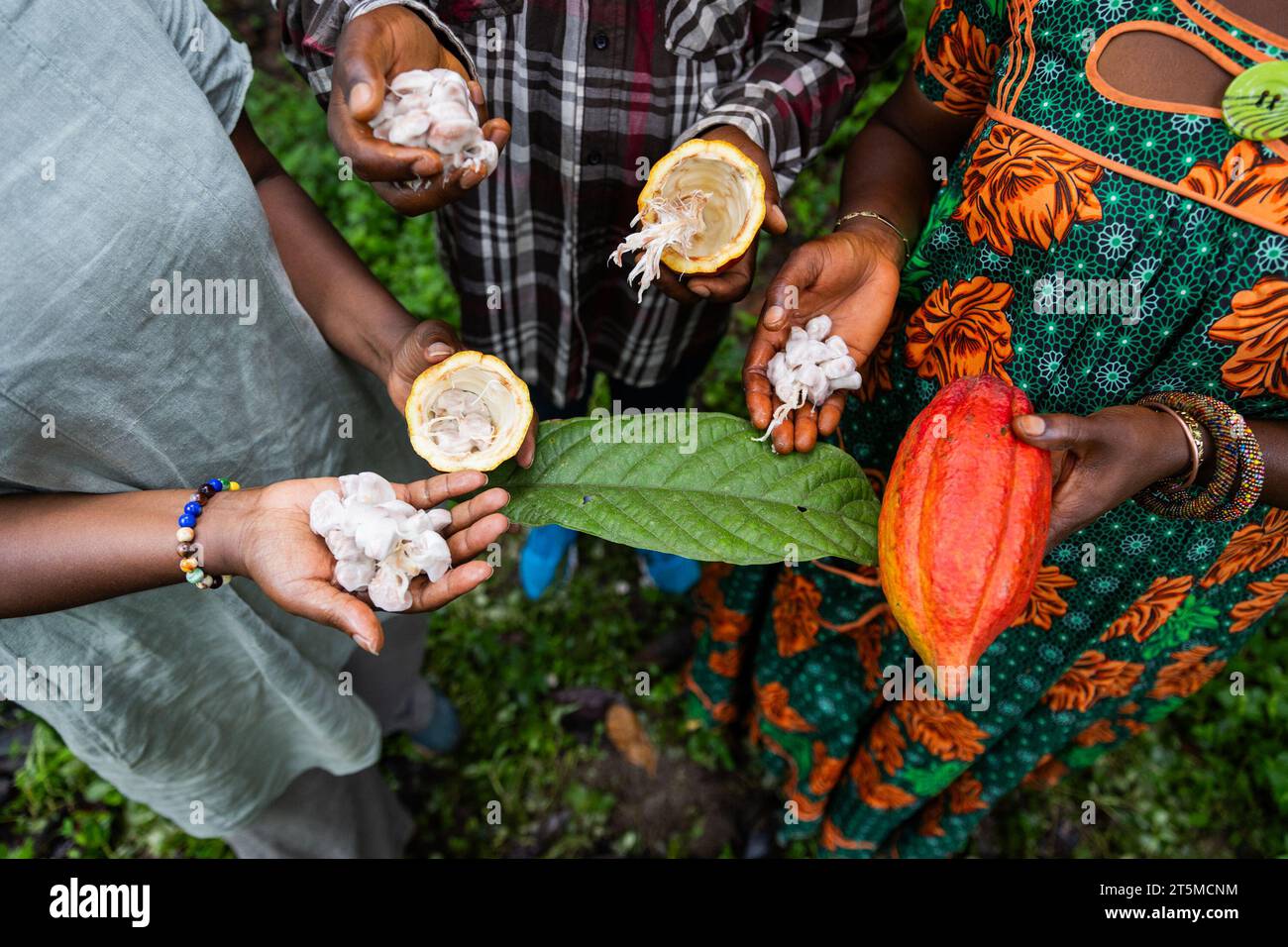 Cocoa seeds shown by the three African farmers once they've broken the ...