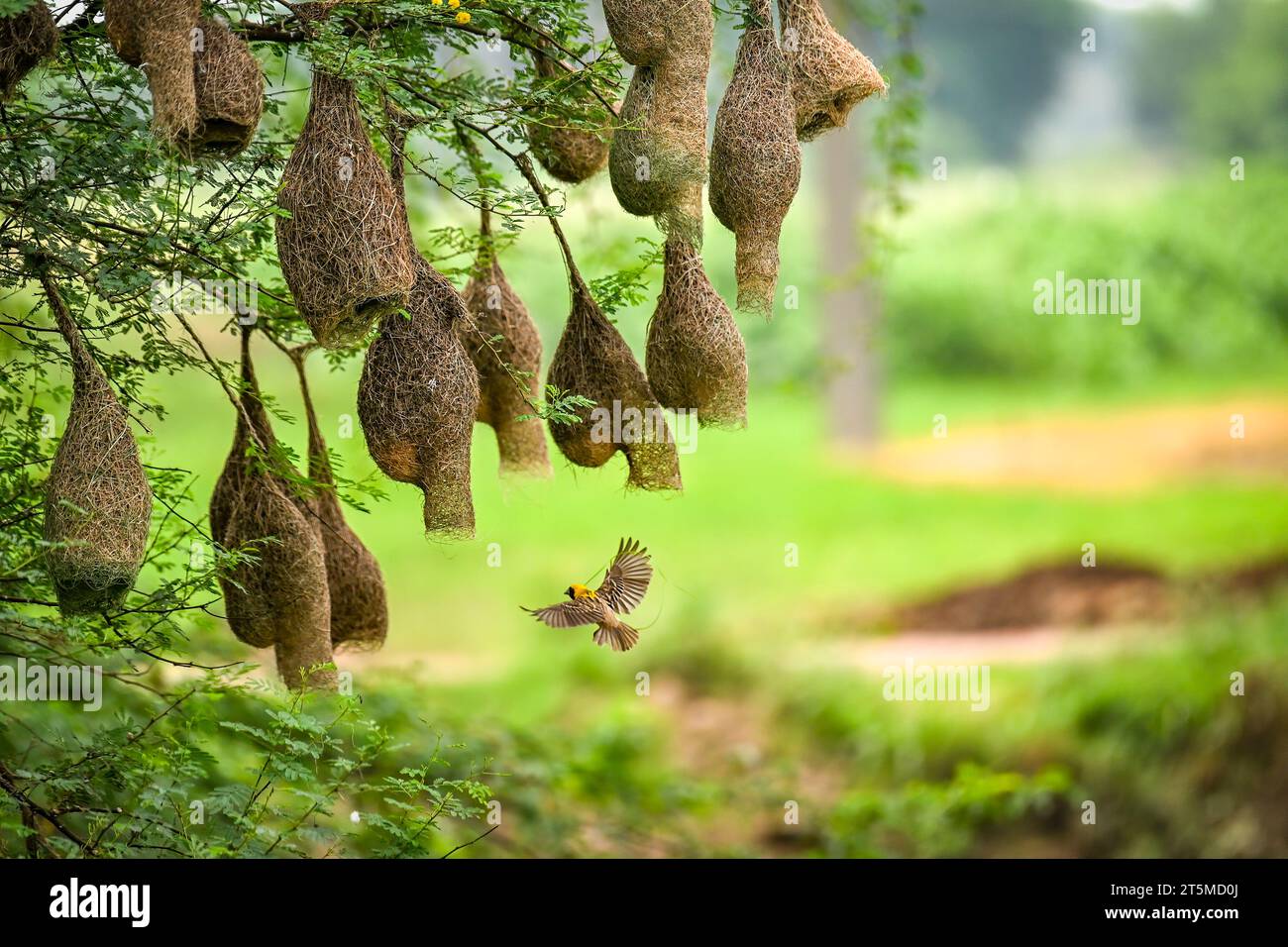 The bird approaches its nest CHANDIGARH, INDIA AMAZING IMAGES of a Baya Weaver bringing straw to ...