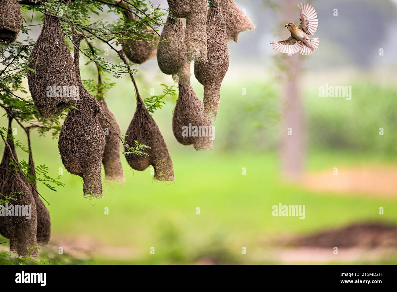 The weaver approaches its global home CHANDIGARH, INDIA AMAZING IMAGES of a Baya Weaver bringing ...