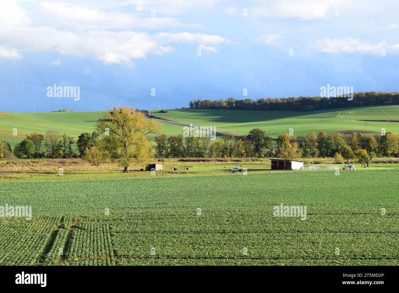 autumn in the Eifel, thürer Wiesen Stock Photo - Alamy