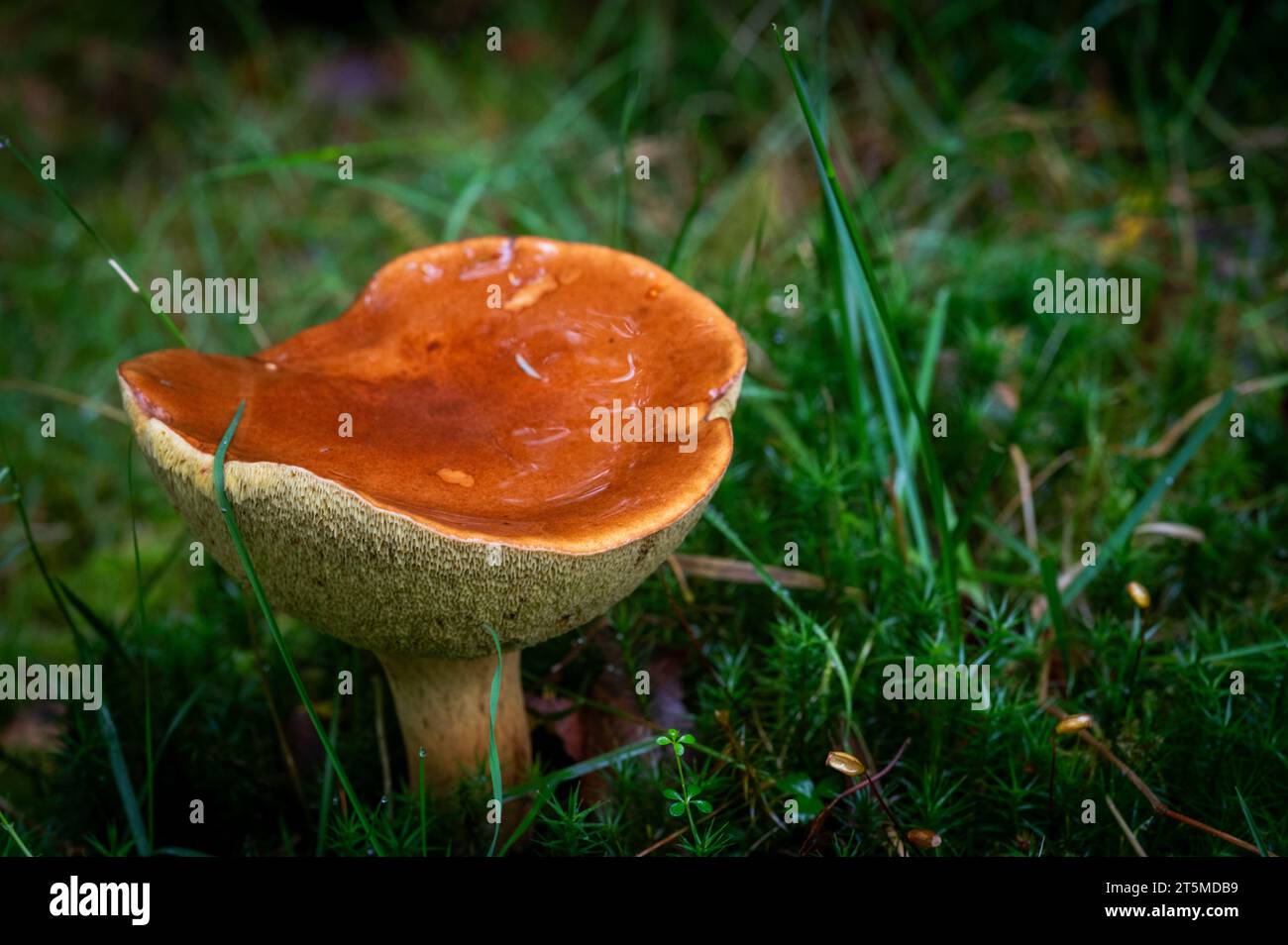 Bay Bolete mushroom in the New Forest, England - Imleria Badia Stock ...