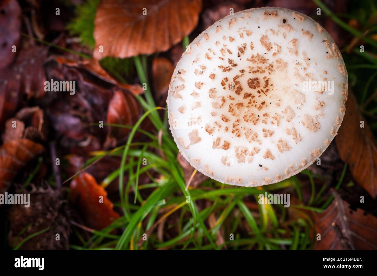 Mushrooms and fungi of the New Forest, England Stock Photo - Alamy