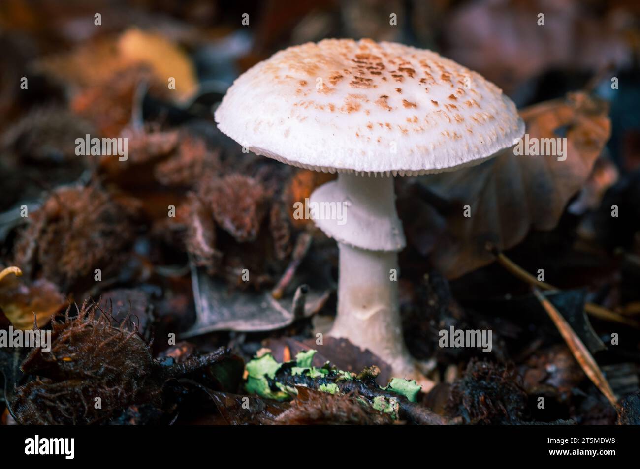 Mushrooms and fungi of the New Forest, England Stock Photo - Alamy