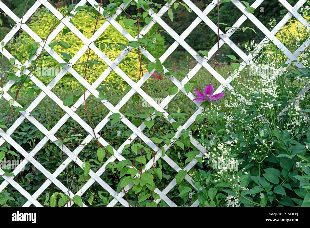 Decorative trellis for purple clematis. Fence made of white wooden ...