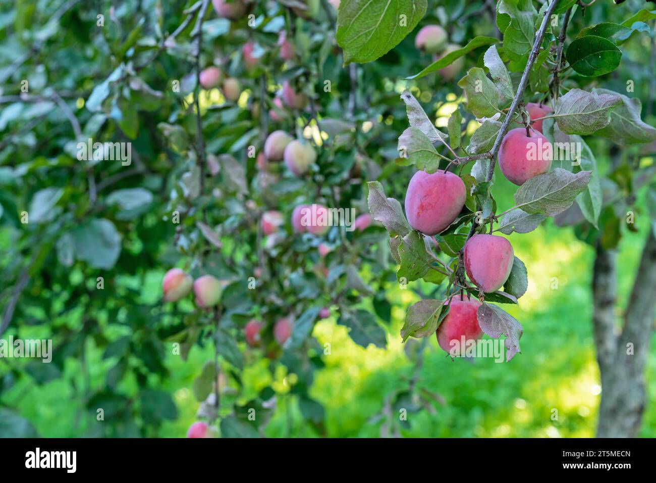 Ripe red apples on the trees in the apple orchard. Fruit harvest ...