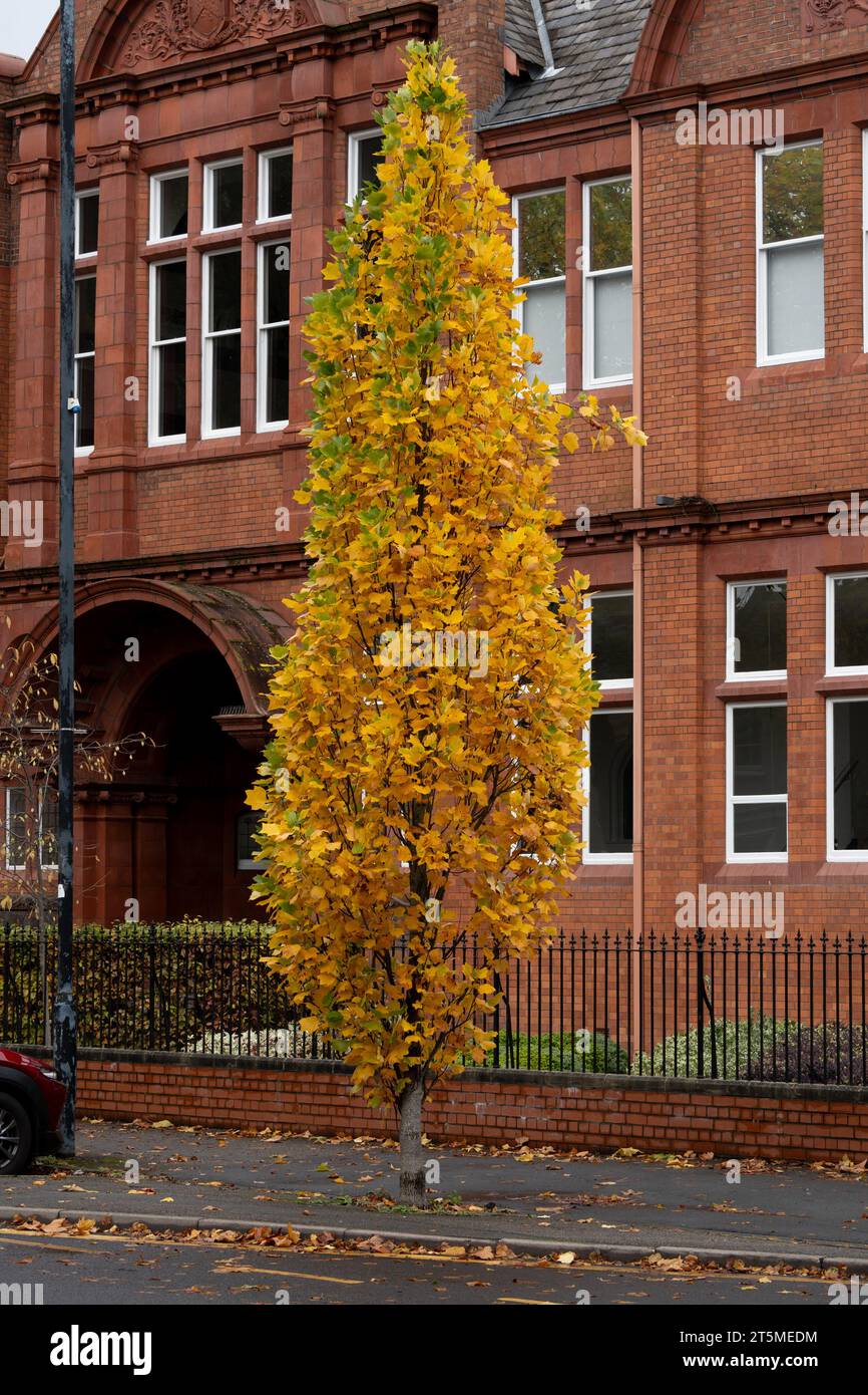 Fastigiate Tulip Tree (Liriodendron tulipifera) in autumn, Leamington ...
