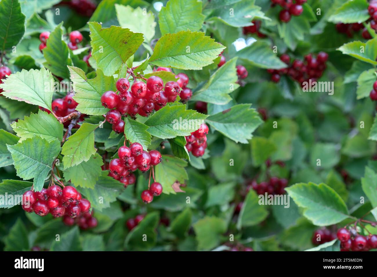 Red fruit of the hawthorn, commonly called hawthorn, quickthorn ...