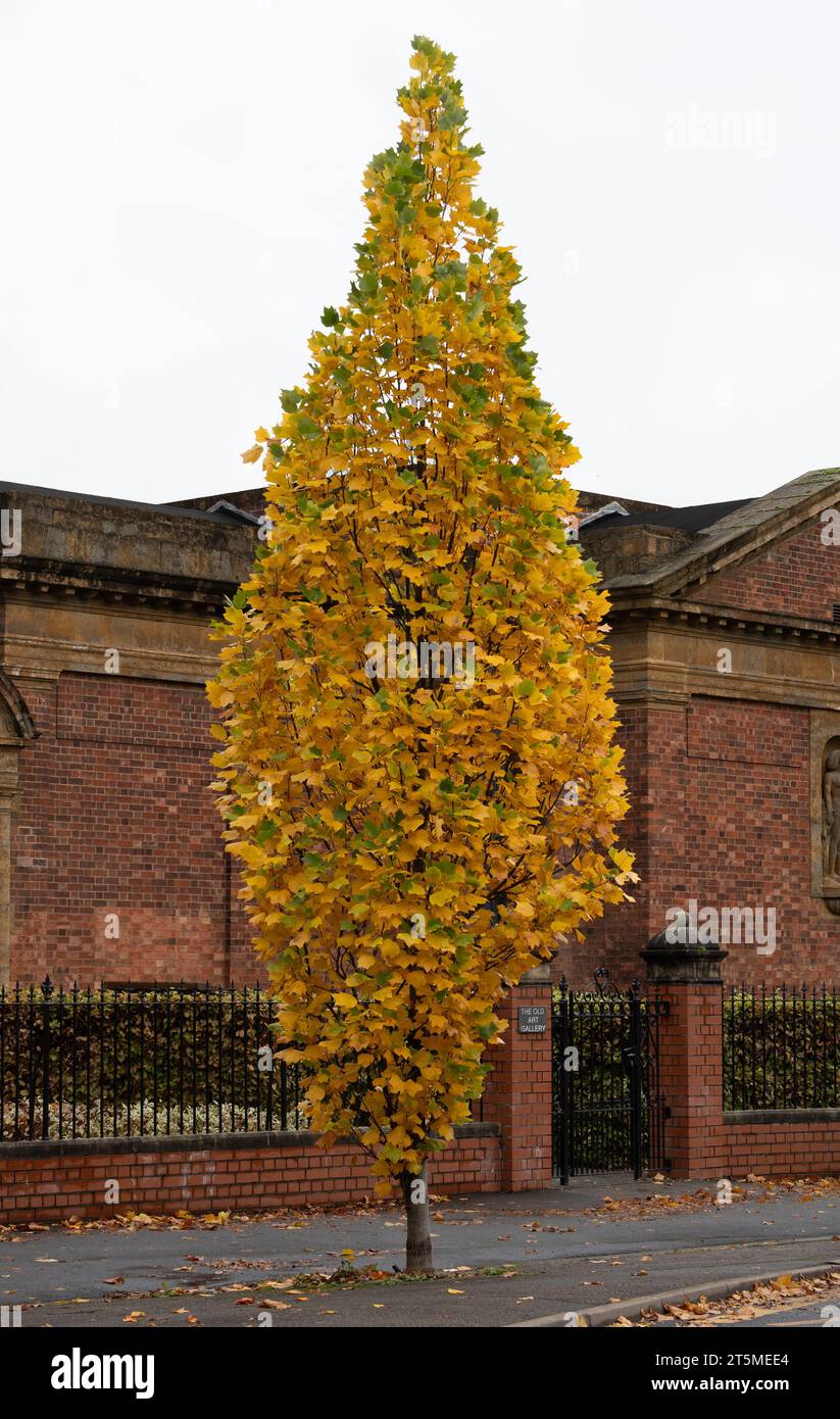 Fastigiate Tulip Tree (Liriodendron tulipifera) in autumn, Leamington ...