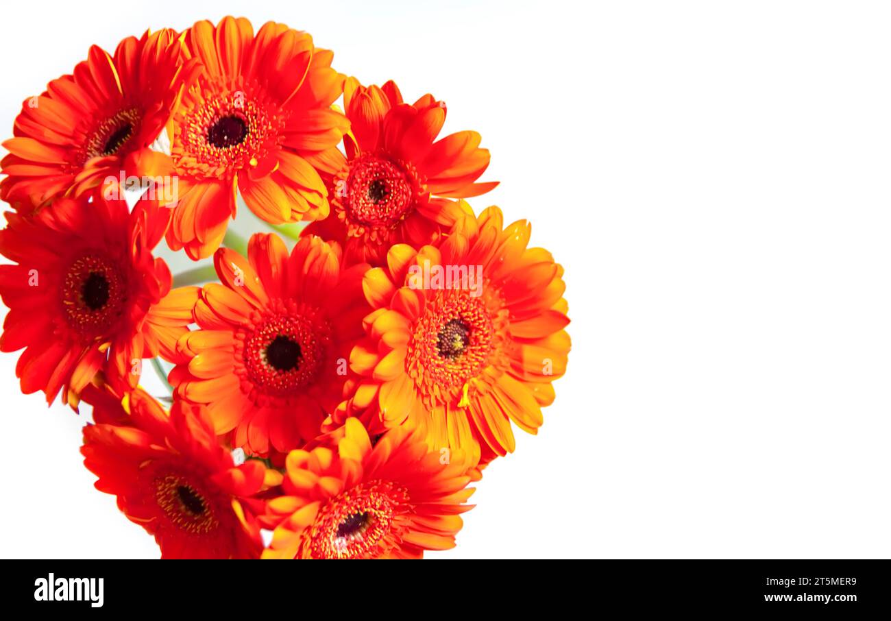 Beautiful gerbera flowers hi-res stock photography and images - Alamy