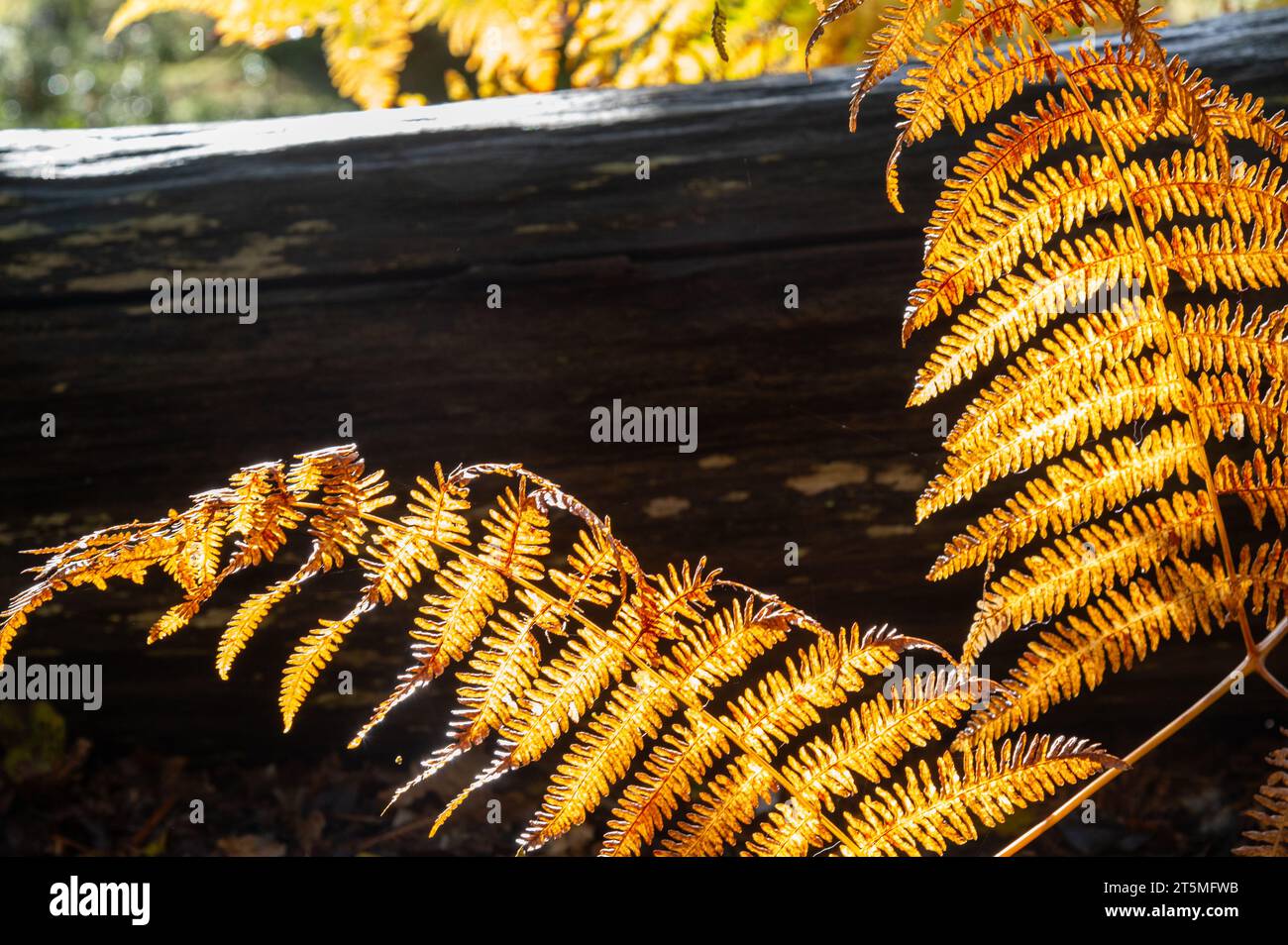 Ferns in the autumn in the New Forest, England Stock Photo - Alamy