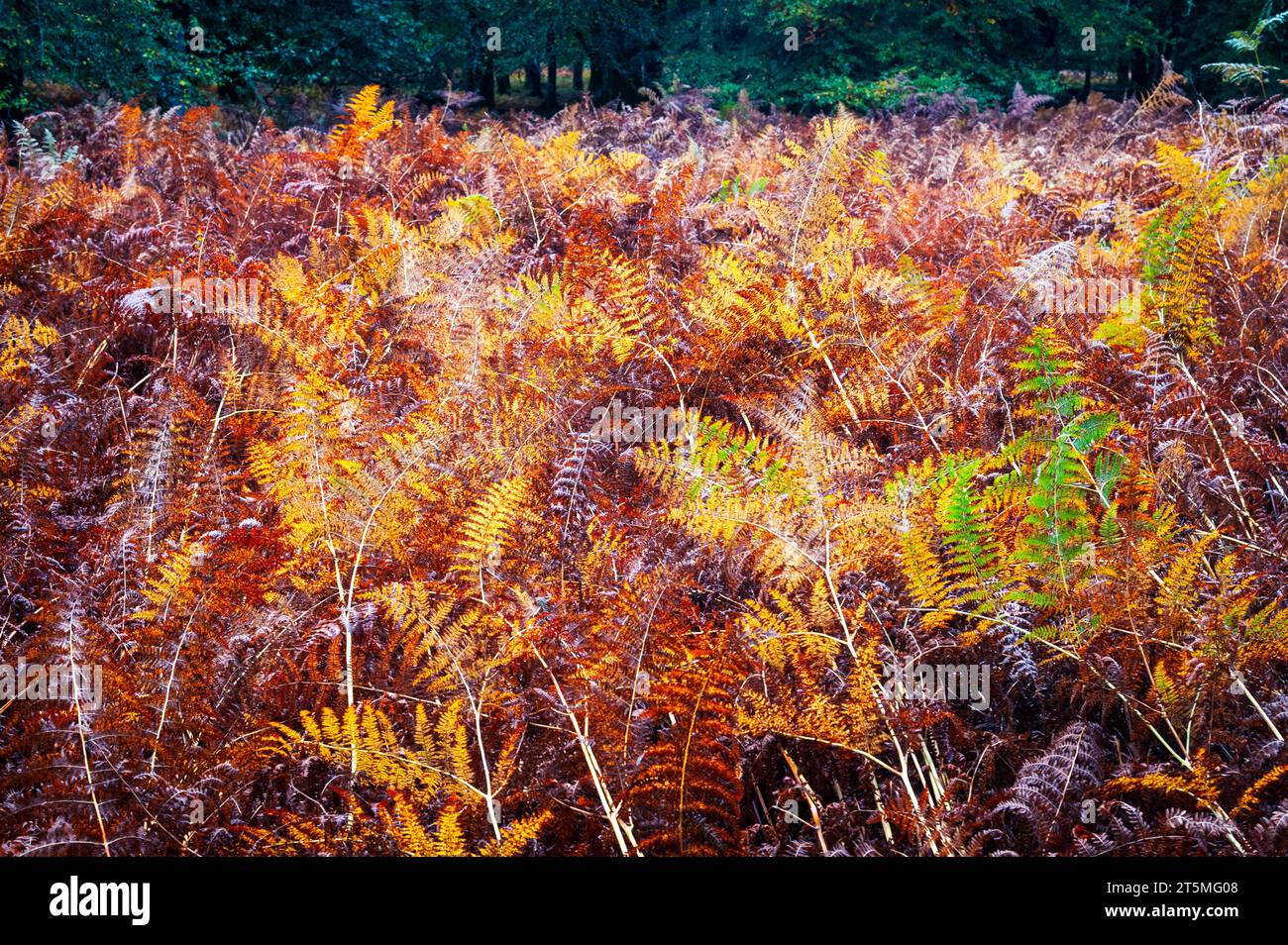 Ferns in the autumn in the New Forest, England Stock Photo - Alamy