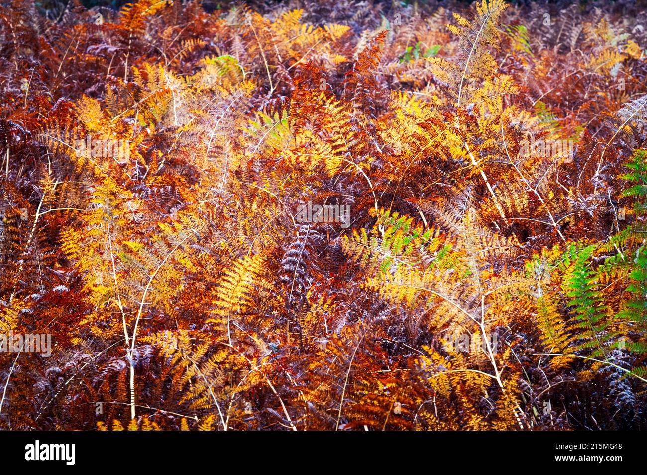 Ferns in the autumn in the New Forest, England Stock Photo - Alamy