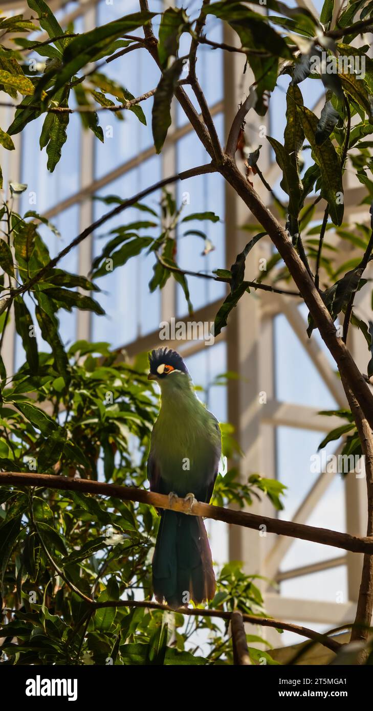 Tropical bird zoo hi-res stock photography and images - Alamy