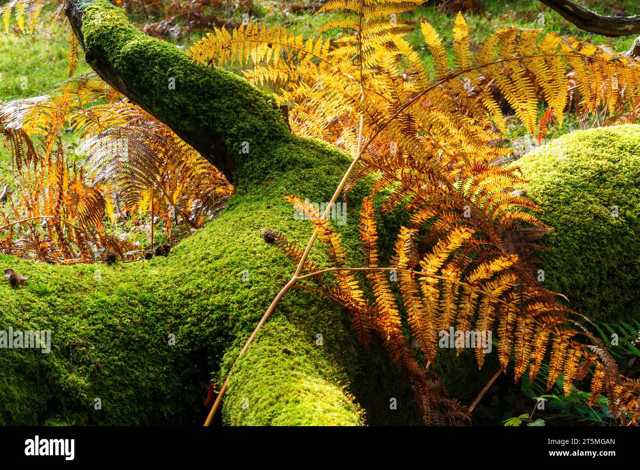 Ferns in the autumn in the New Forest, England Stock Photo - Alamy