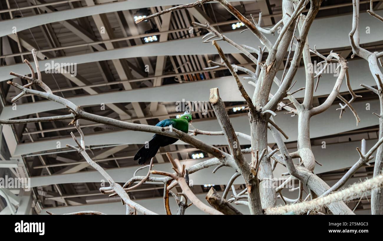 Tropical bird zoo hi-res stock photography and images - Alamy