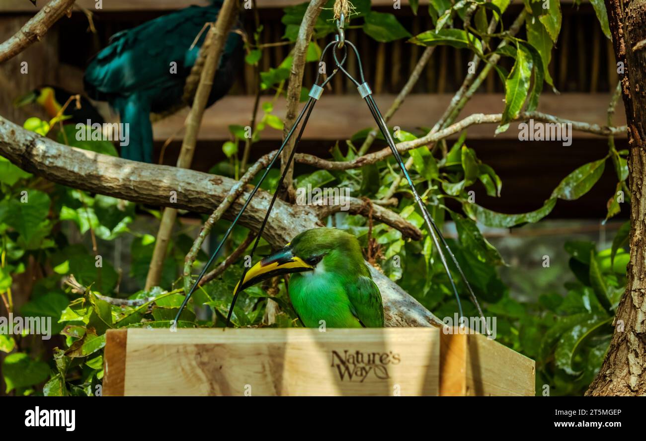 Beautiful birds in zoo park hi-res stock photography and images - Alamy