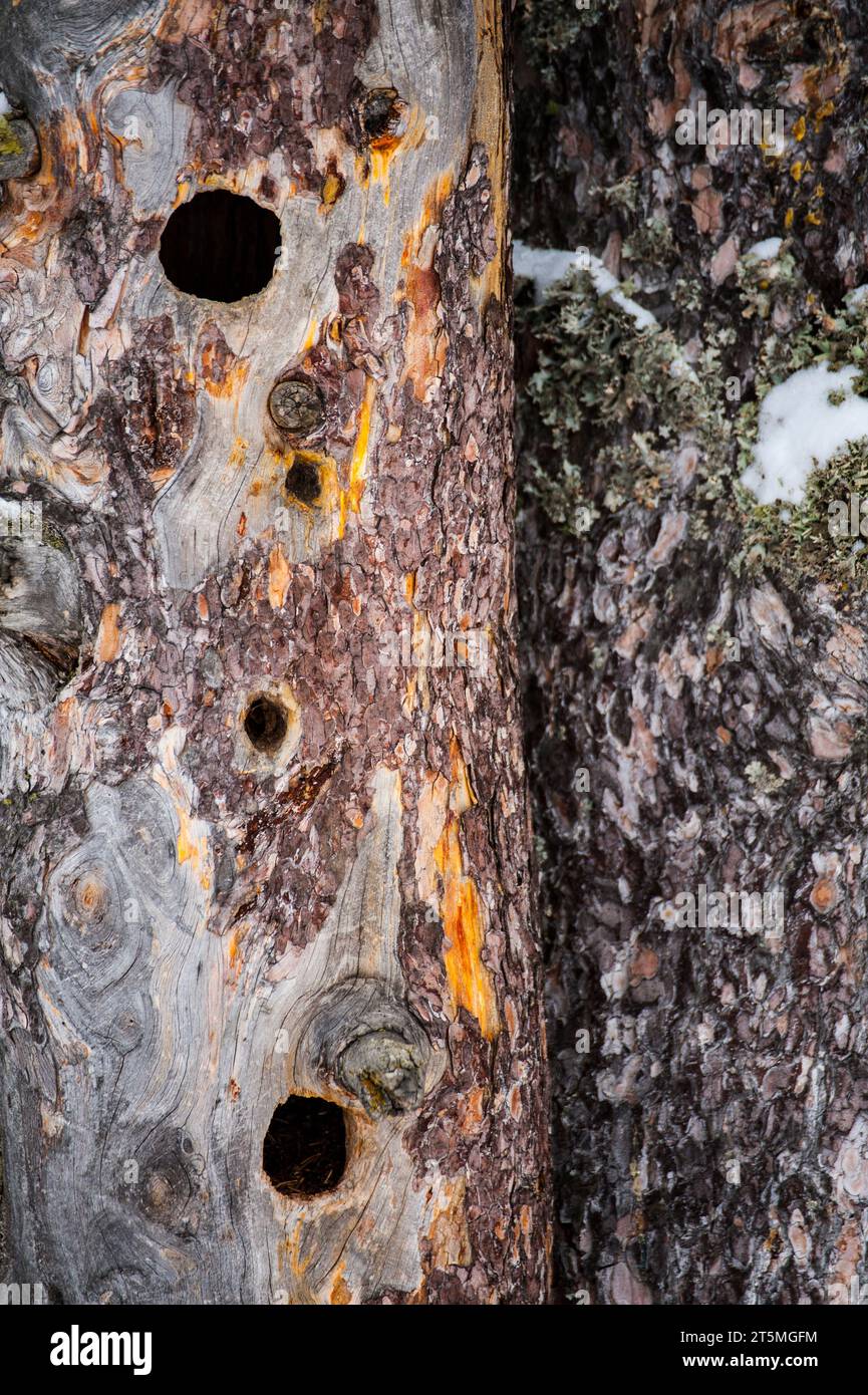 Animal holes on a tree Stock Photo - Alamy