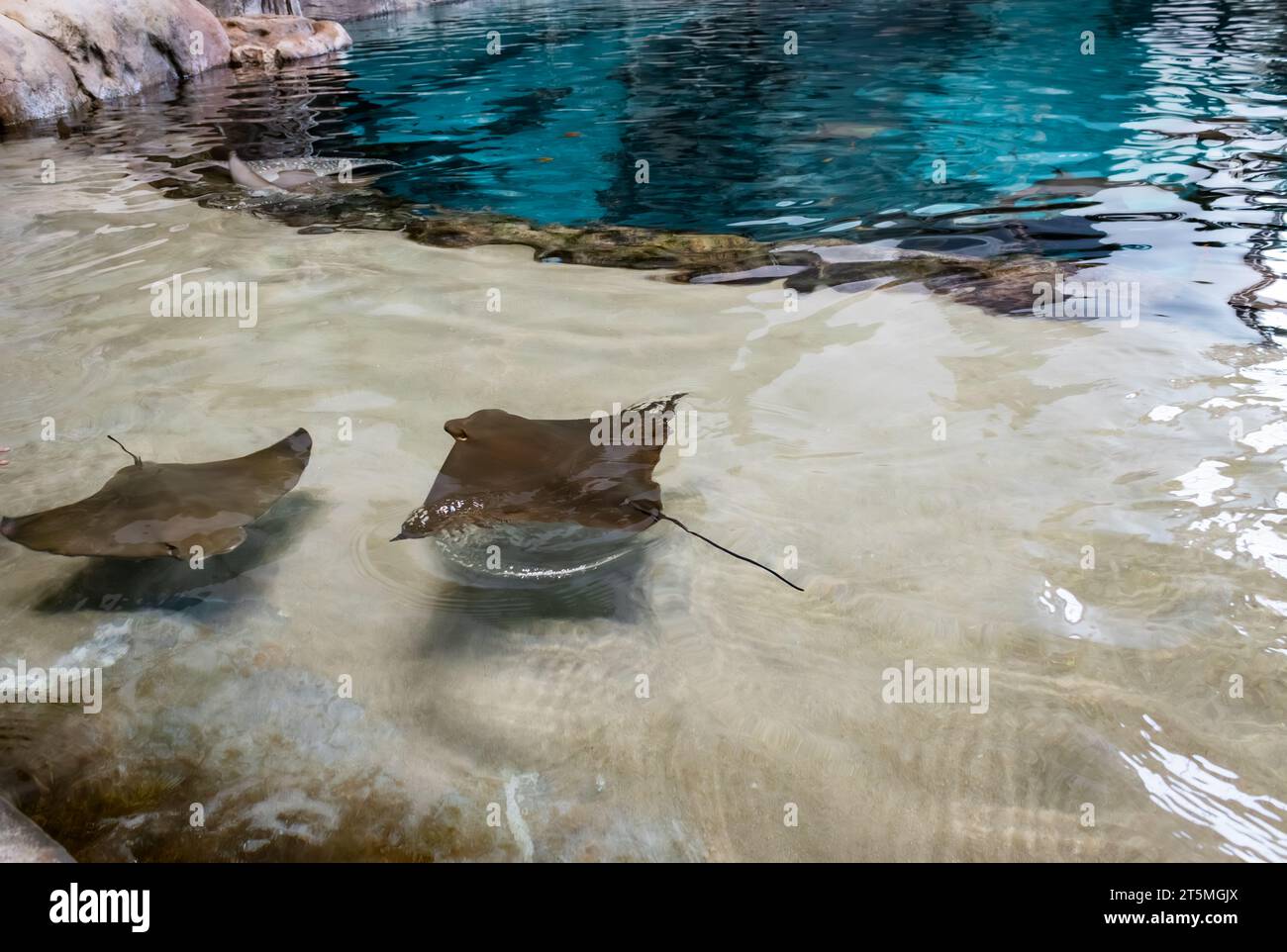 Swimming with sharks and stingrays hi-res stock photography and images ...