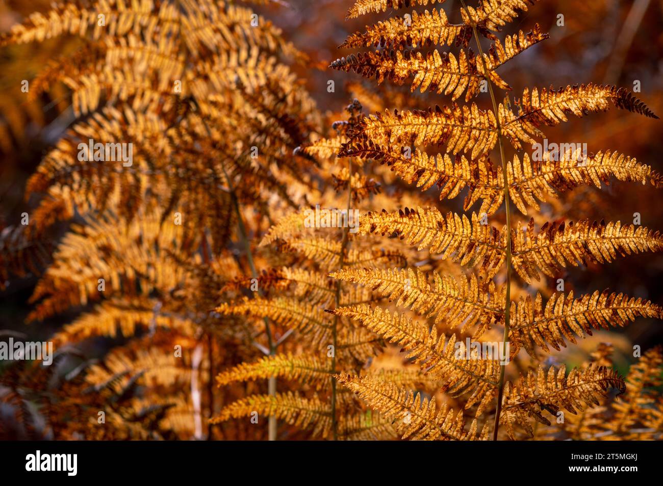 Ferns in the autumn in the New Forest, England Stock Photo - Alamy