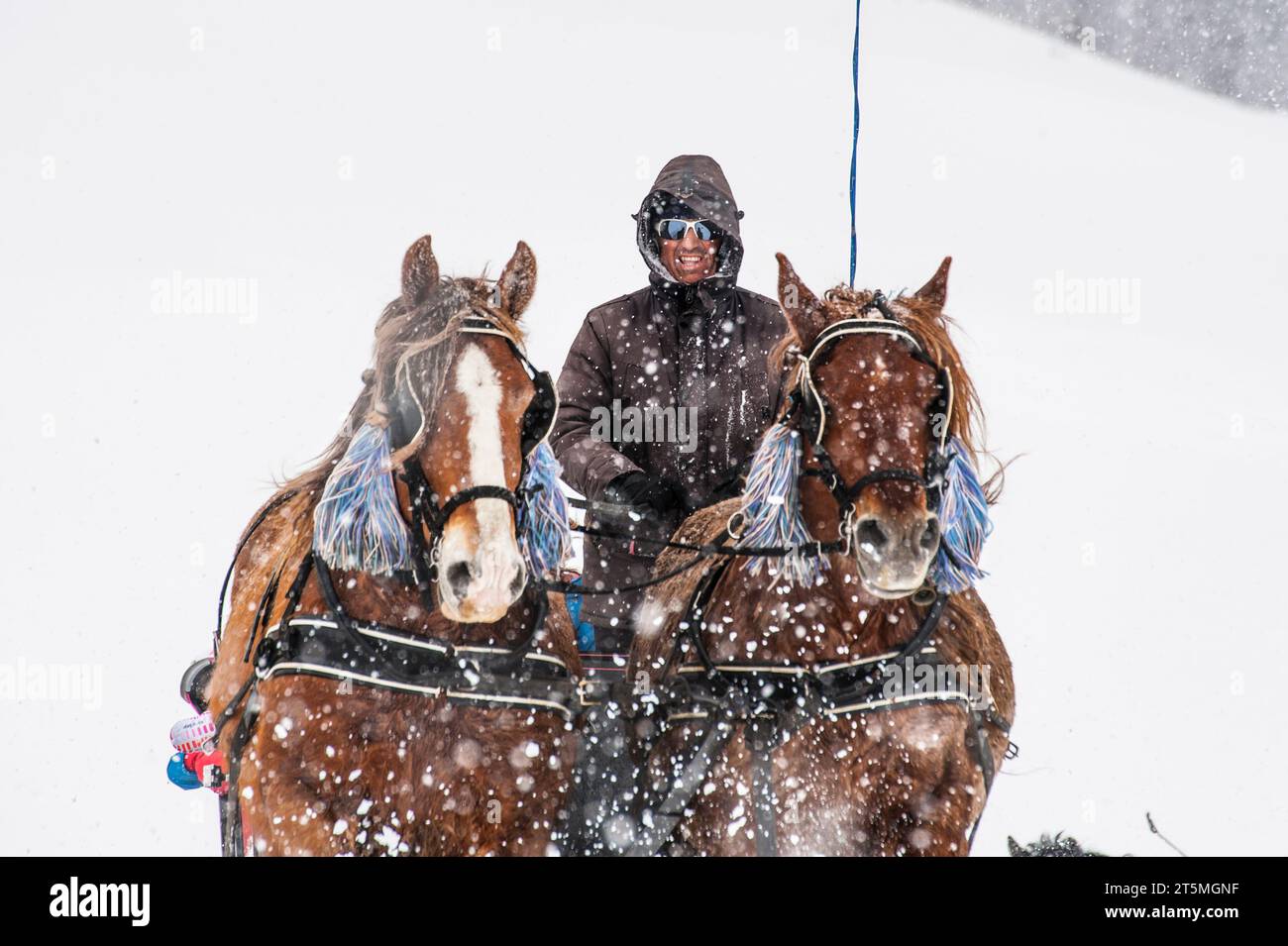 Horse sled riding while snowing Stock Photo - Alamy