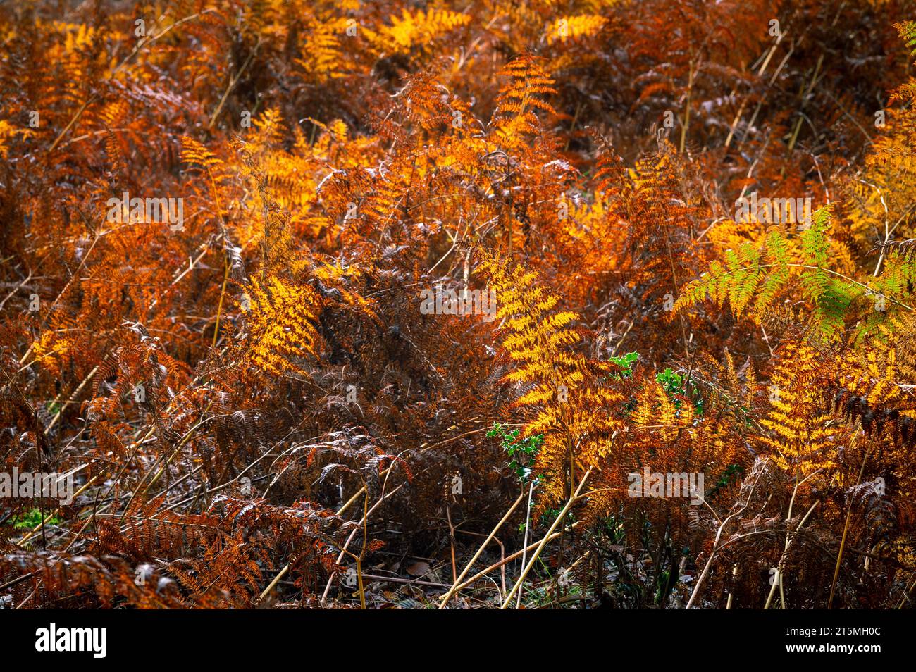 Ferns in the autumn in the New Forest, England Stock Photo - Alamy