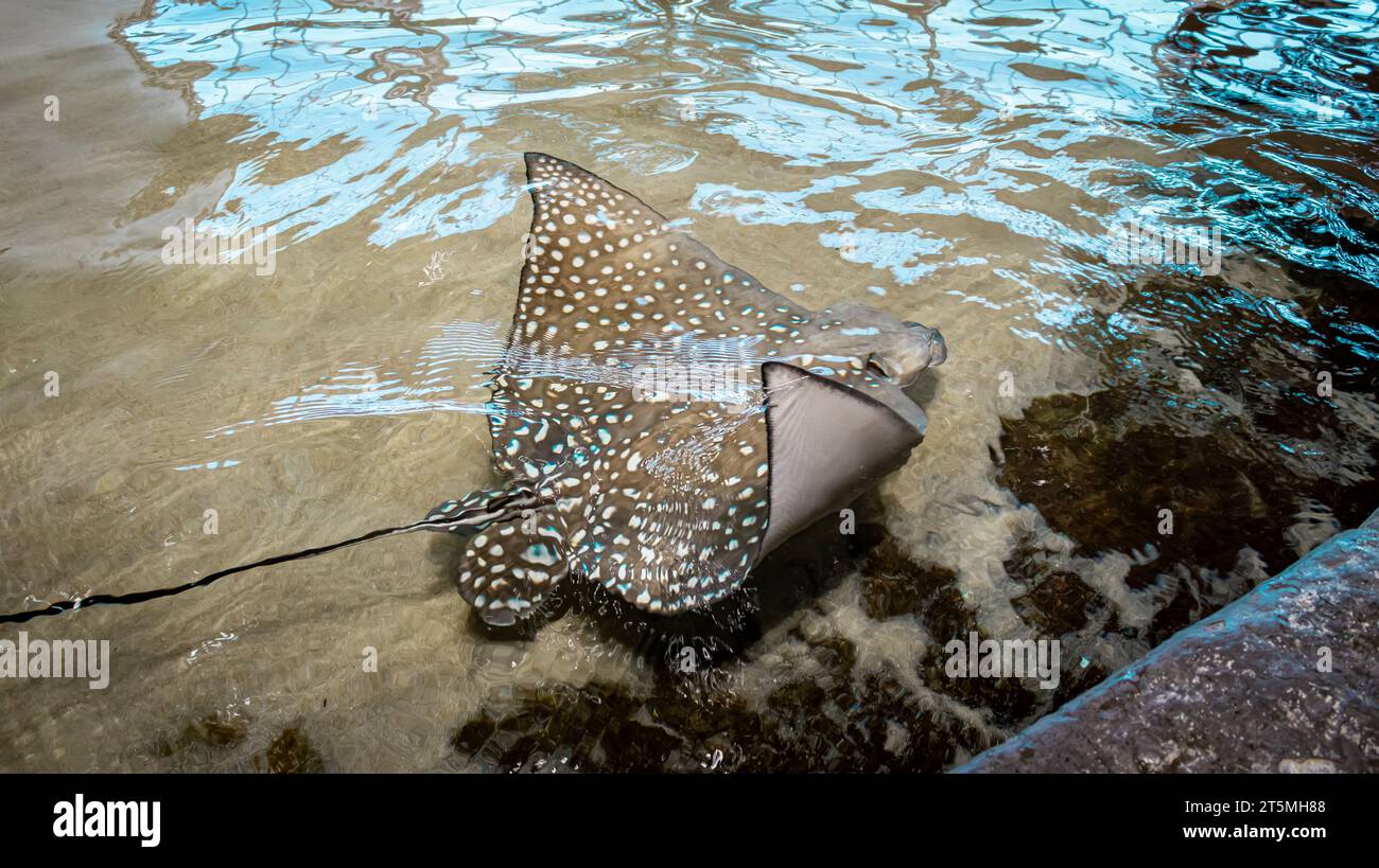 small stingrays swim in the pool Stock Photo - Alamy