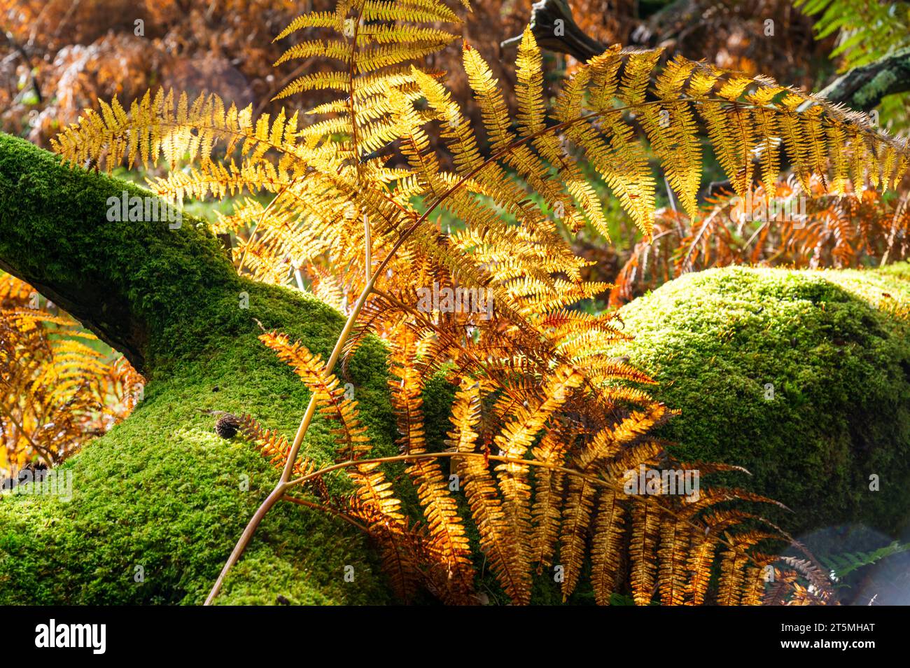 Ferns in the autumn in the New Forest, England Stock Photo - Alamy