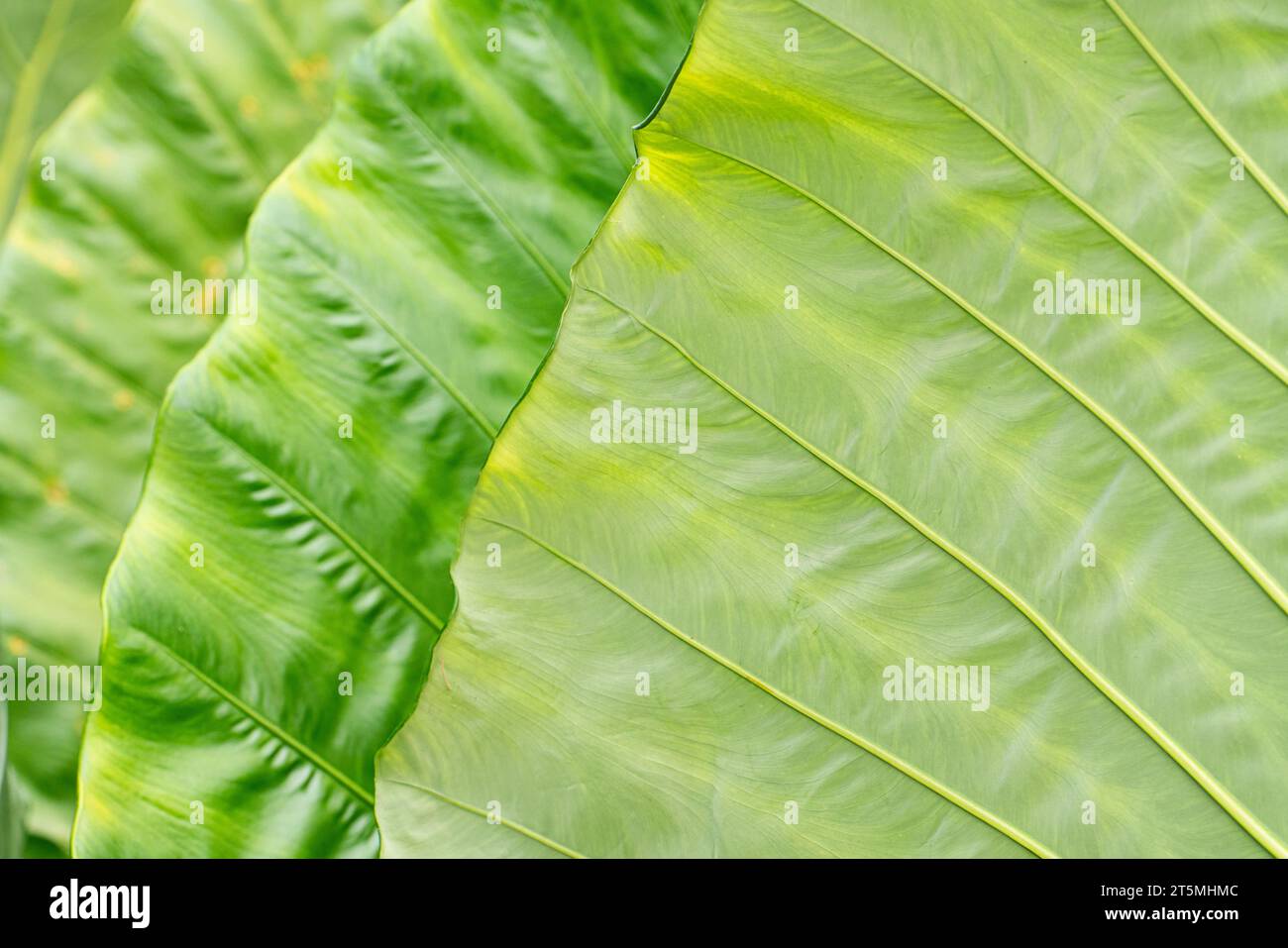 Intimate texture hi-res stock photography and images - Alamy