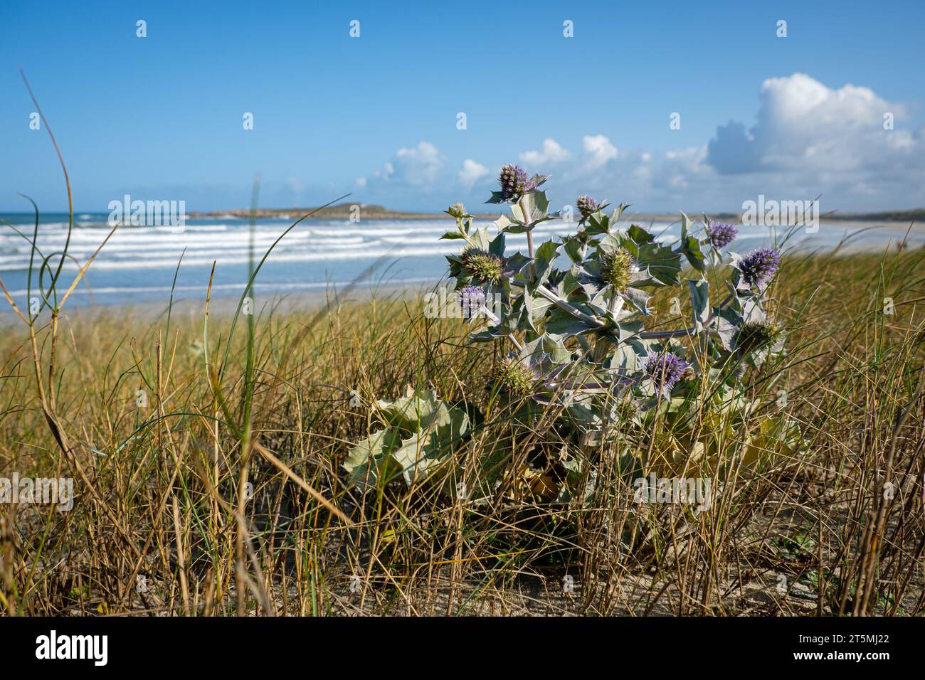 A sea blue thistle on the dunes with the beach and ocean waves in the ...