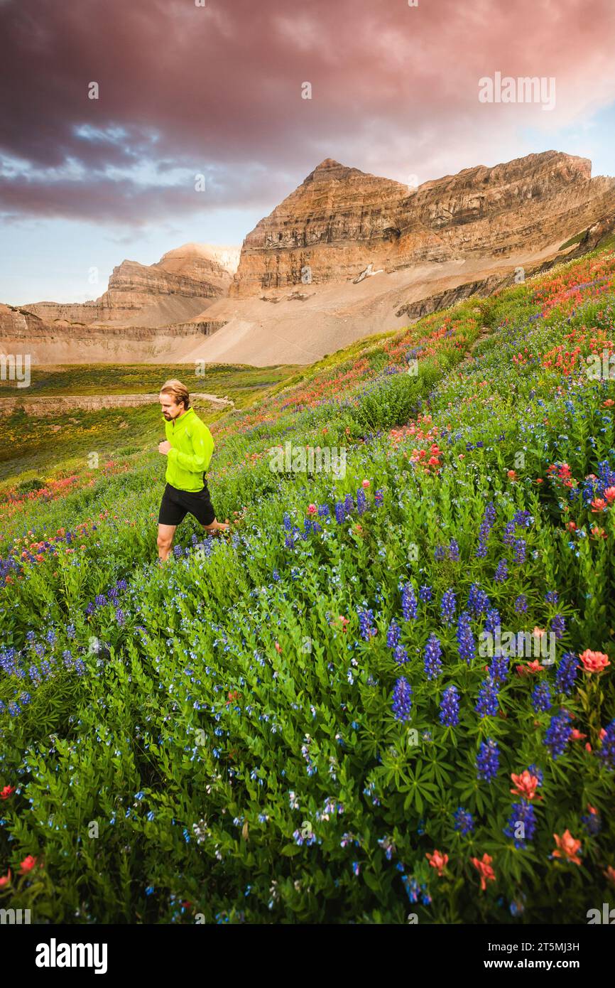 Man trail running in a wildflower-filled meadow below the summit of Mt ...