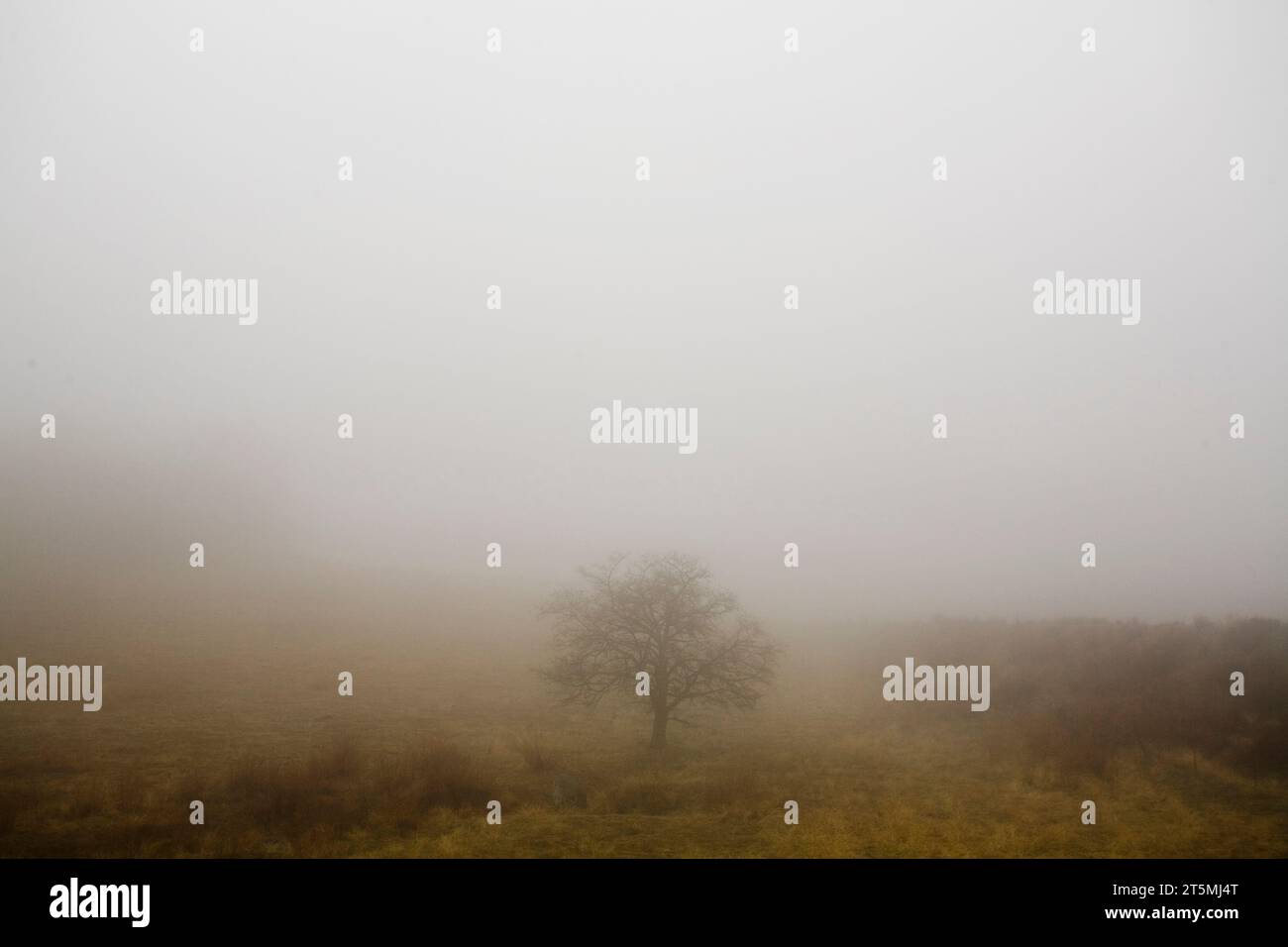 Alone tree in the fog in Descanso, CA Stock Photo - Alamy
