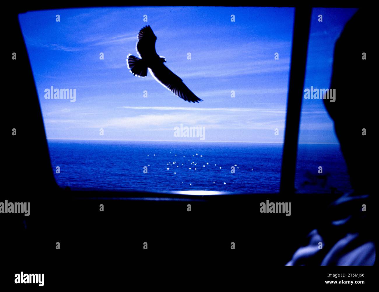 View out a car window of a flying bird silhouetted against a bright ...