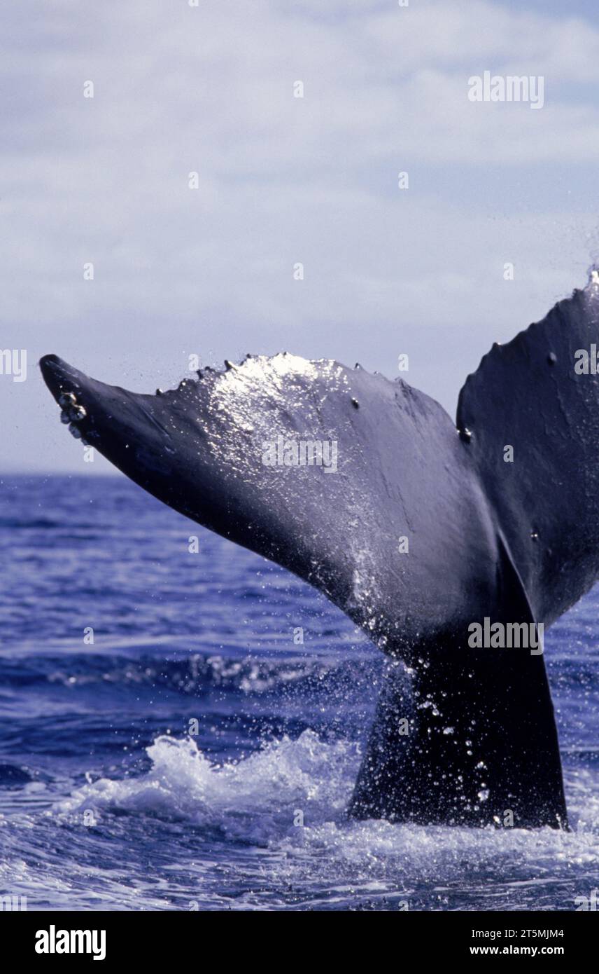 Whale tail hi hi-res stock photography and images - Alamy