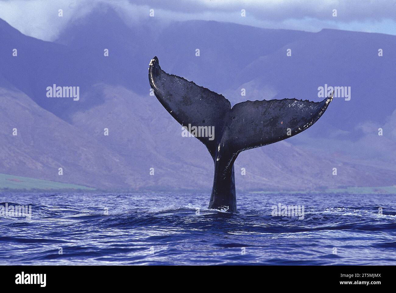 Whale tail hi hi-res stock photography and images - Alamy
