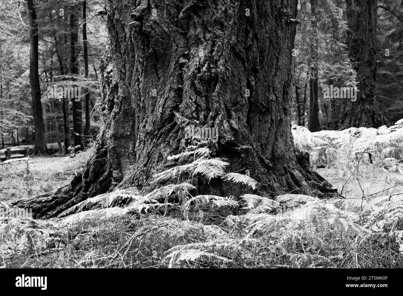Ornamental bark tree Black and White Stock Photos & Images - Alamy