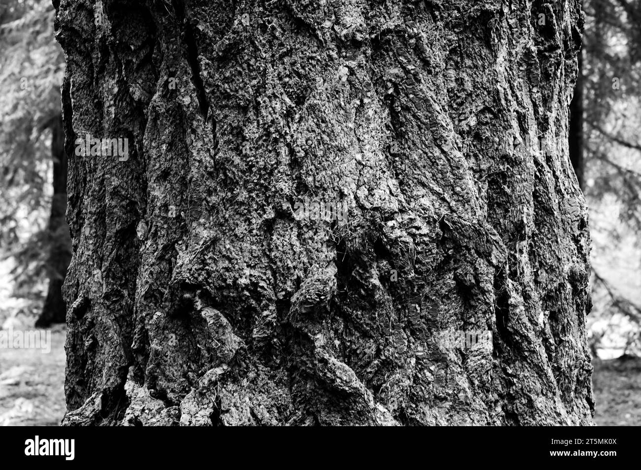 Ornamental bark tree Black and White Stock Photos & Images - Alamy