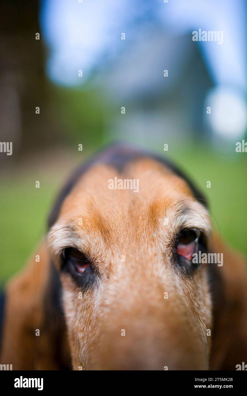 Basset hound with sad eyes. (selective focus Stock Photo - Alamy