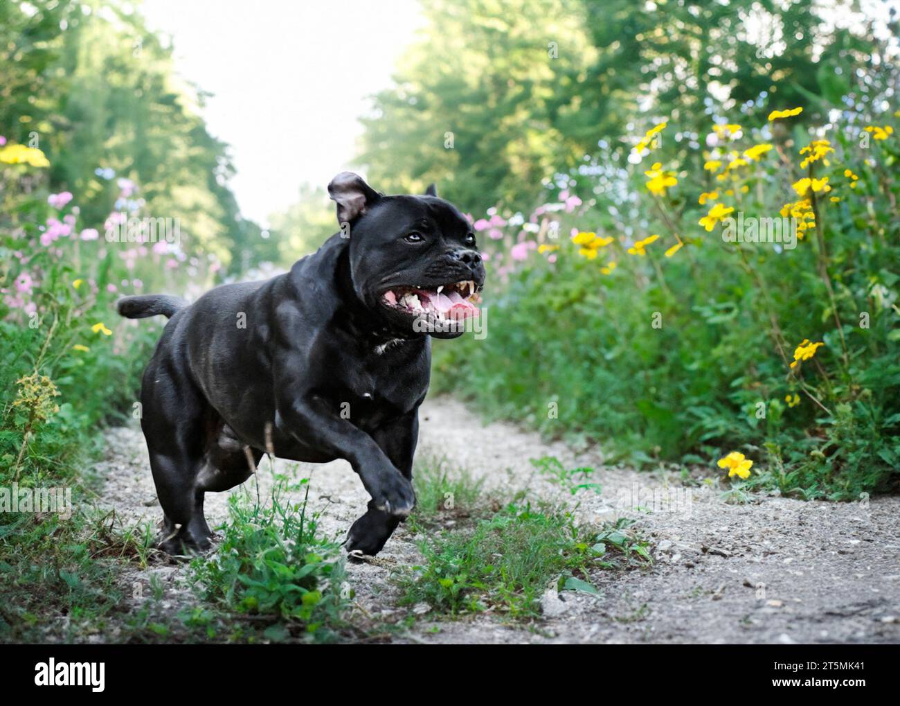 Angry bull terrier hi-res stock photography and images - Alamy
