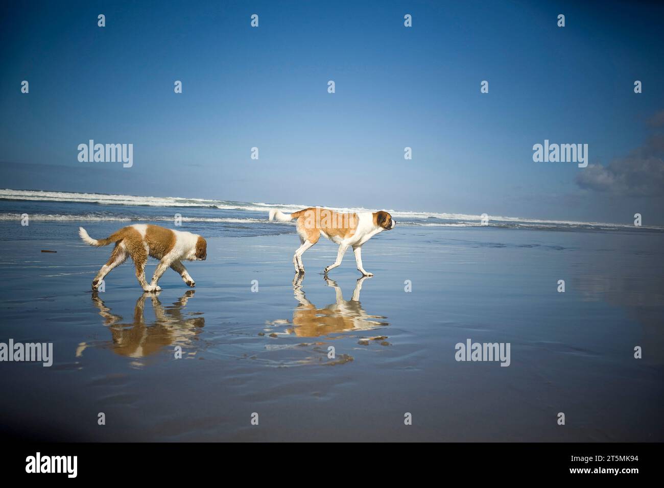 Big and little Saint Bernards on the beach at Gearhart, Oregon Stock ...