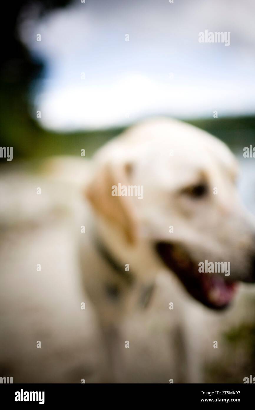 Labrador retriever at the beach, Cortes Island, British Colombia. (out ...