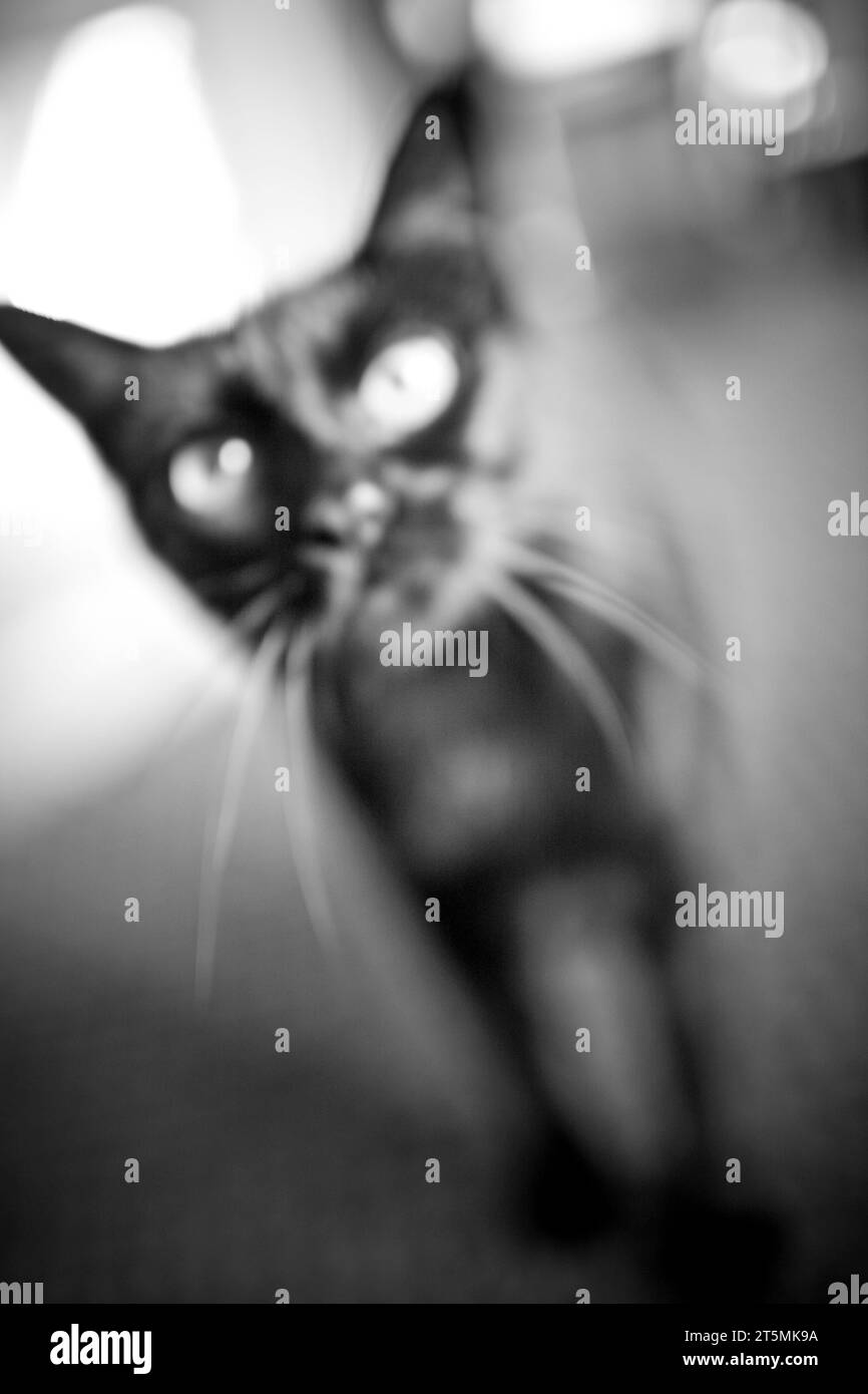 Curious glances Black and White Stock Photos & Images - Alamy