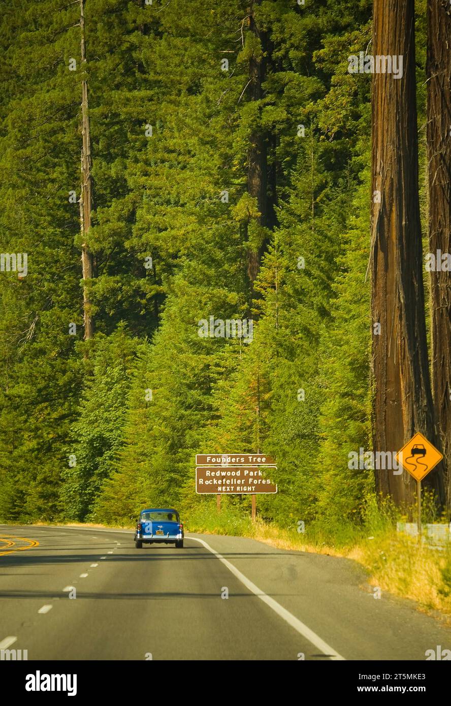 A vintage car drives through the Redwood forest in Northern California ...