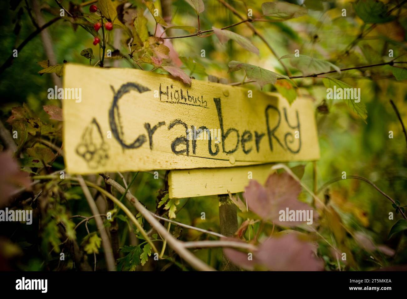 A sign points out Cranberry bushes in a garden Stock Photo - Alamy