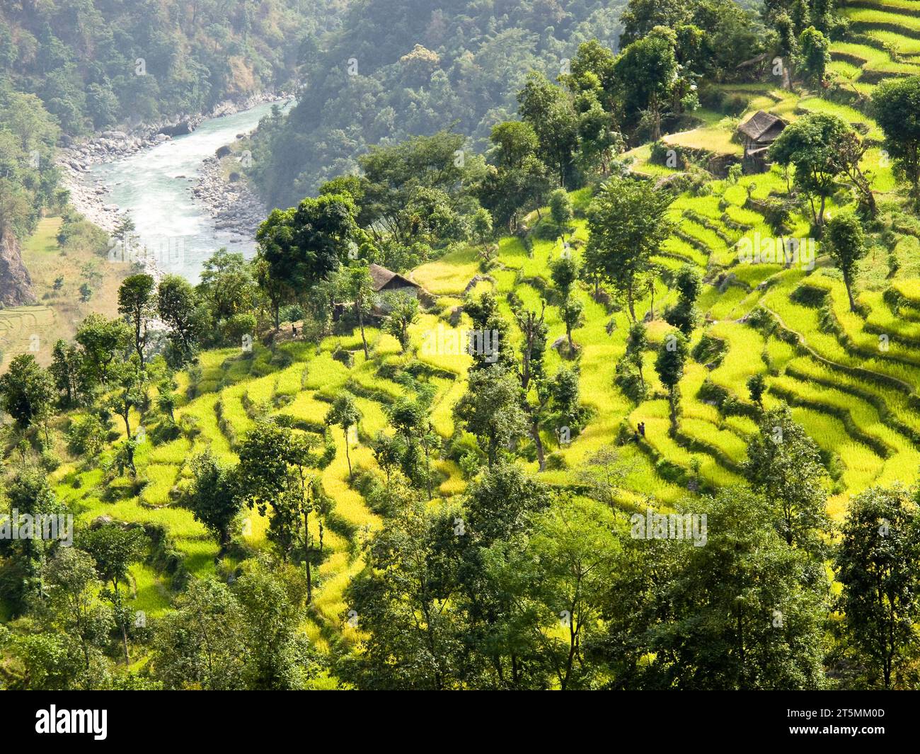 Terraced green fields in front of the Tamur river in Eastern Nepal ...