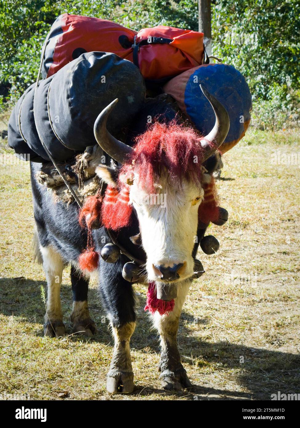 A pack animal (a Yak?) carrying trekker's bags in Nepal Stock Photo - Alamy