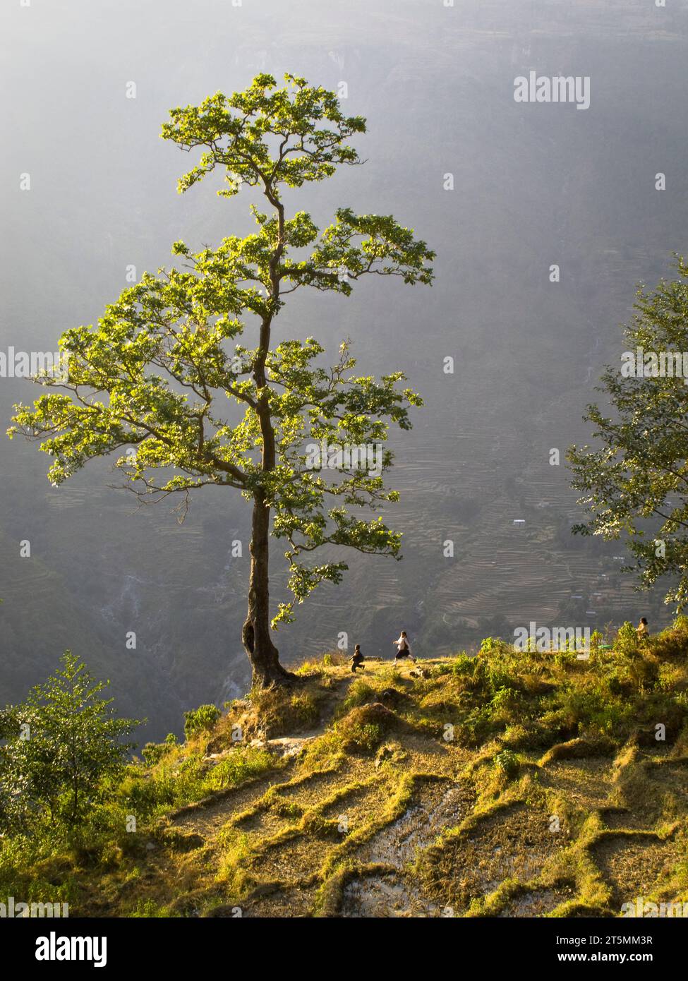 Children running near a tree next to terraced fields in Nepal Stock ...